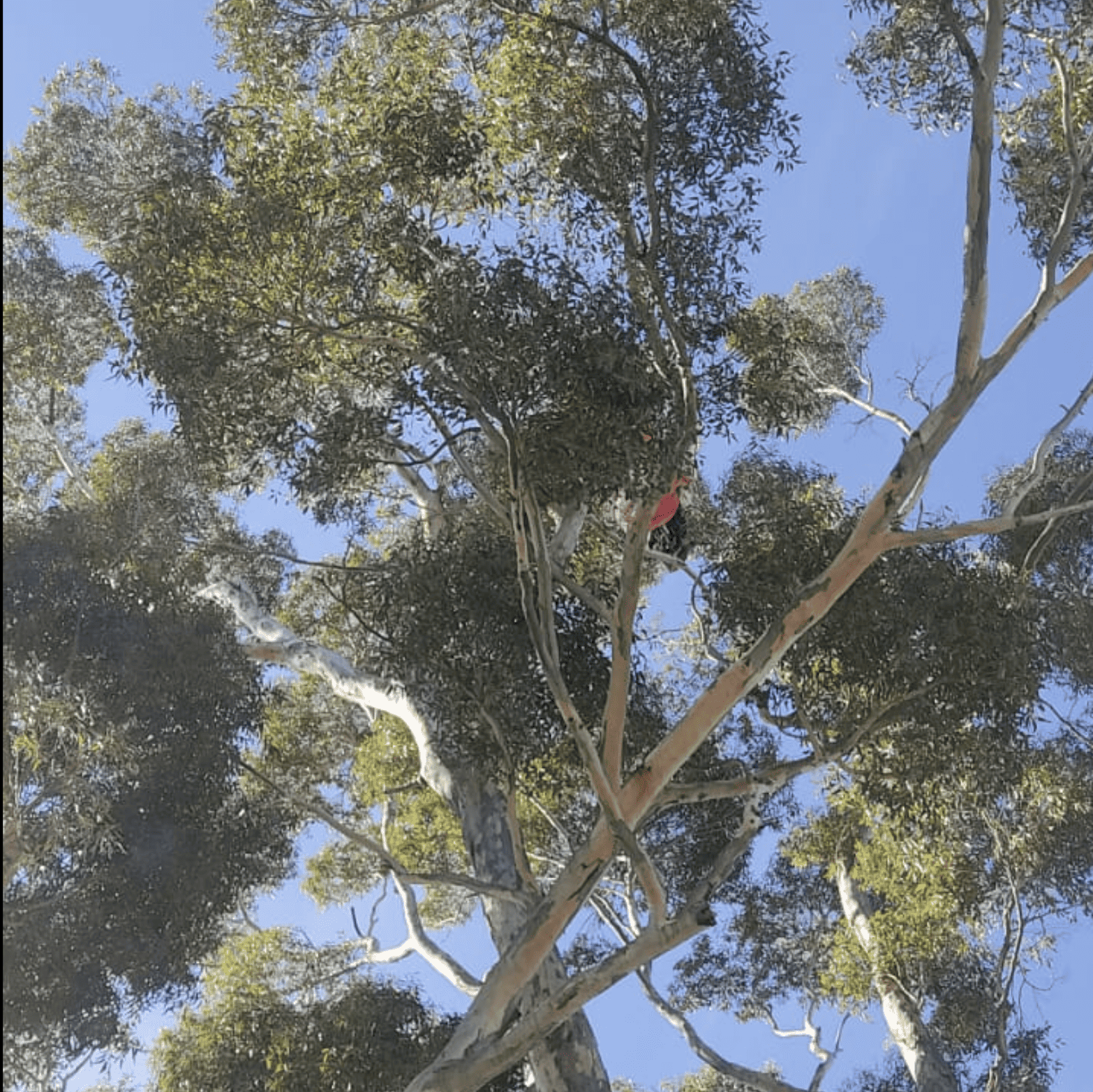 SAHPA - Paraglider pilot flies into tree, saved by mattresses from ...